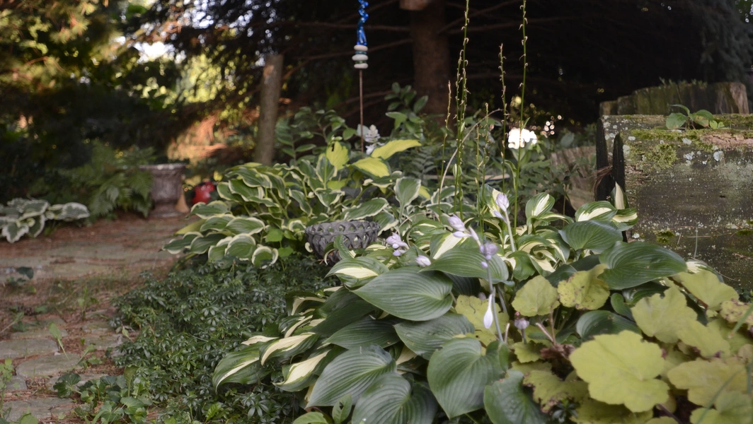 18 colorful plants that thrive in shade