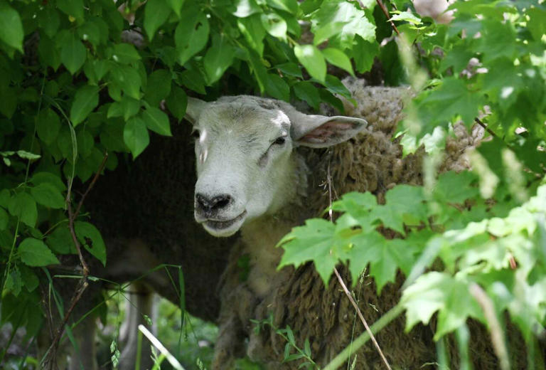 Chow time: Hungry flock keeps Schenectady cemetery tidy
