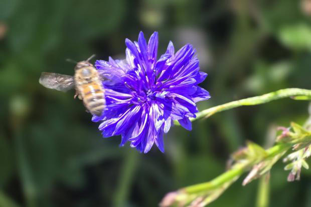Bees and blooms shine in vibrant summer photography gallery