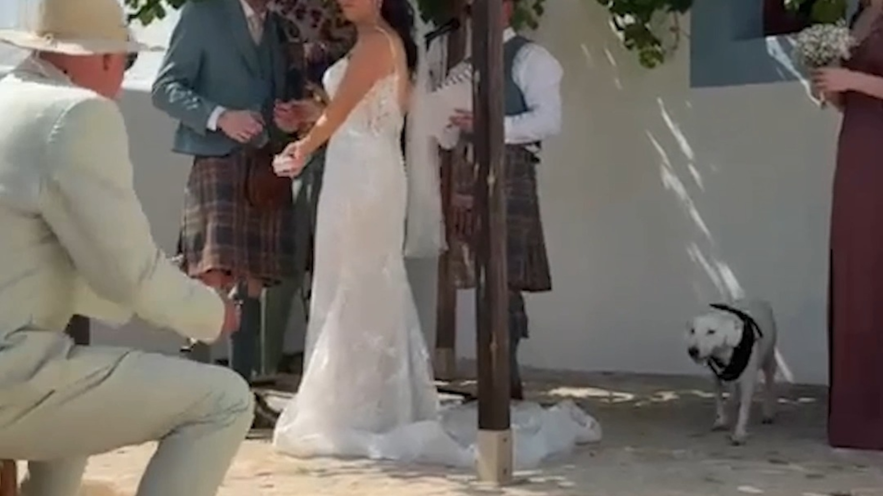 Adorable dog chooses bride for wedding day nap