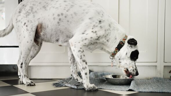 Urgent dog food recall over brain damage fears - 'life-threatening' risk