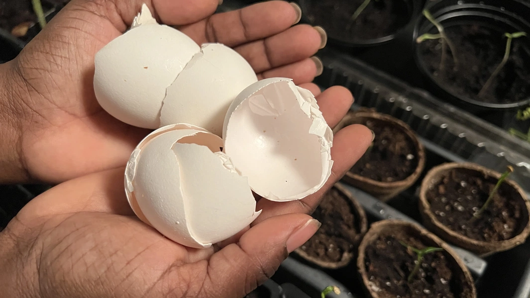6 plants that benefit from eggshell calcium