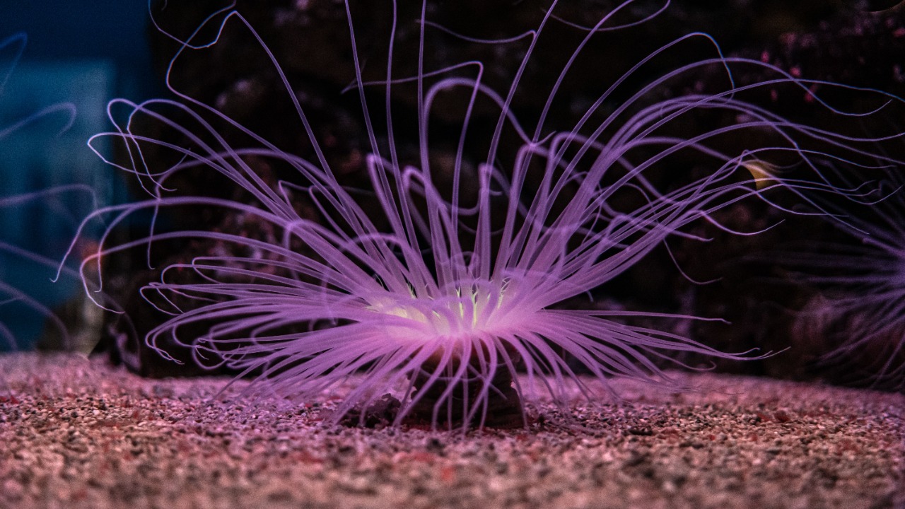 A deep-ocean expedition off Brazil turned up two dozen new creatures in ...