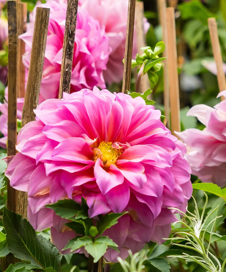What to do with dahlias in June for stronger plants and nonstop flowers ...