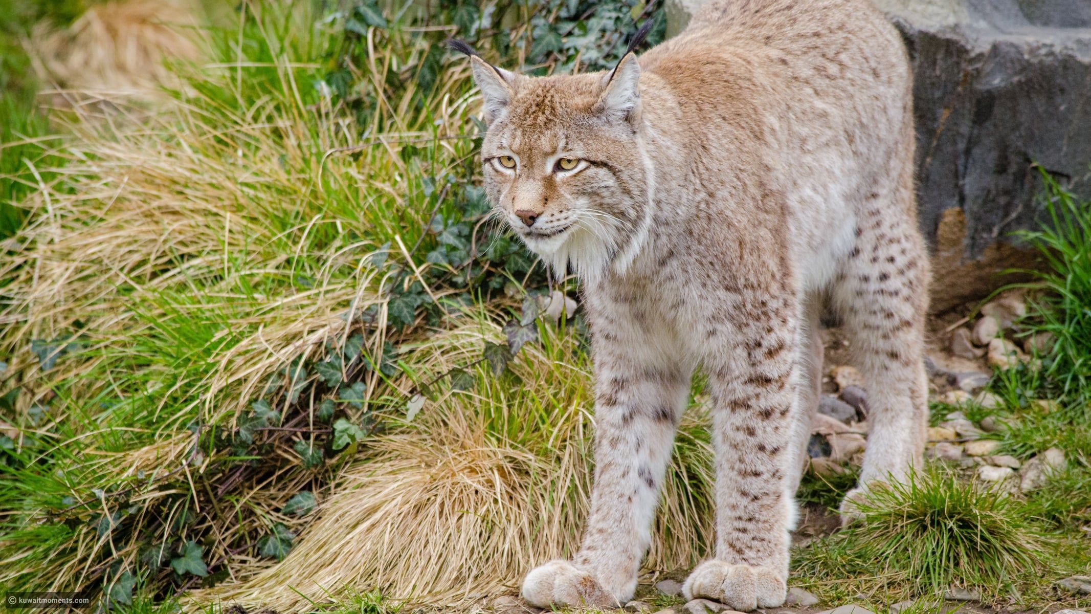 12 of the most beautiful wild animals in the US