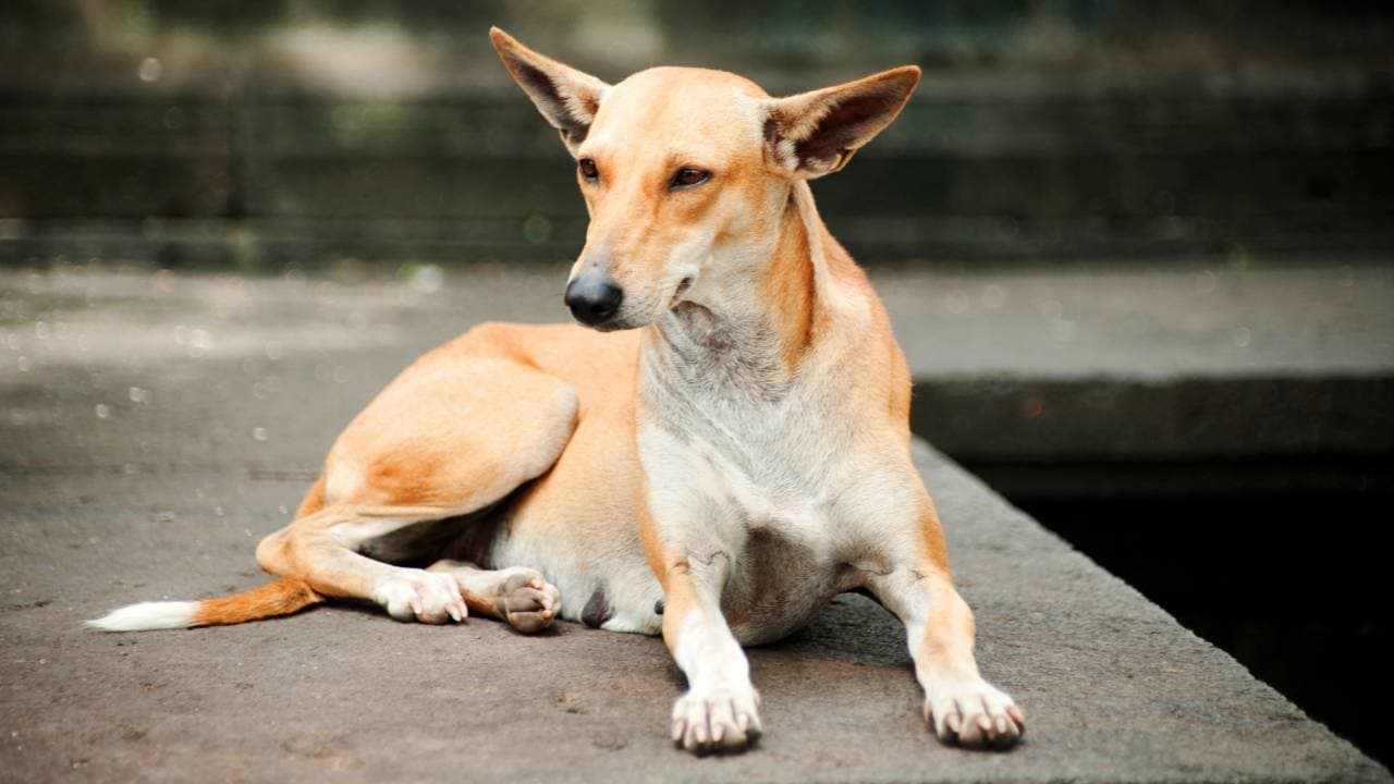 Faithful dog escorts Karnataka schoolgirl to bus and guards until ...
