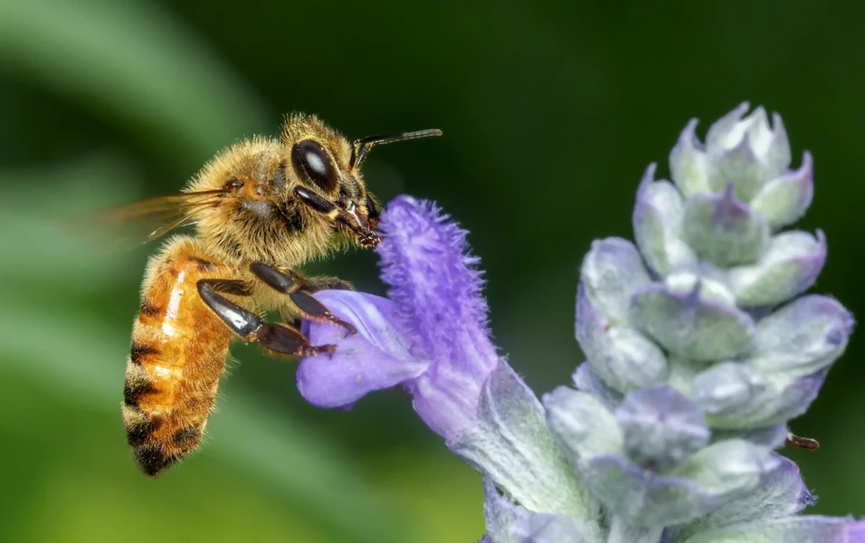 Small garden changes that bees love