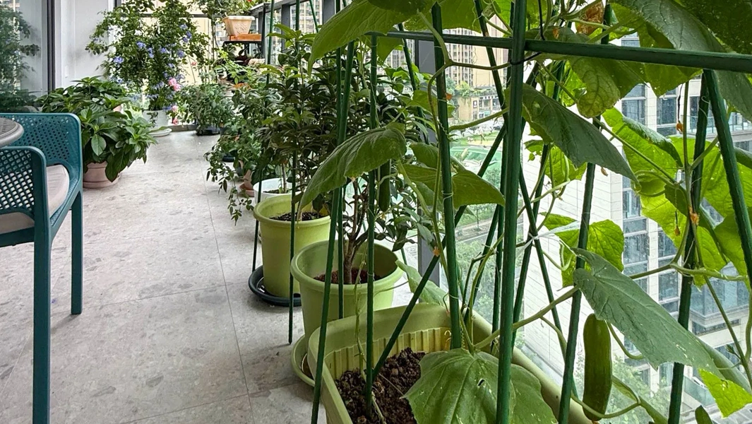 Natural fertilization tips for healthy cucumbers