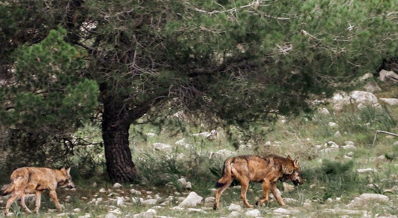 Nel Salento ci sono nove branchi di lupi: il censimento