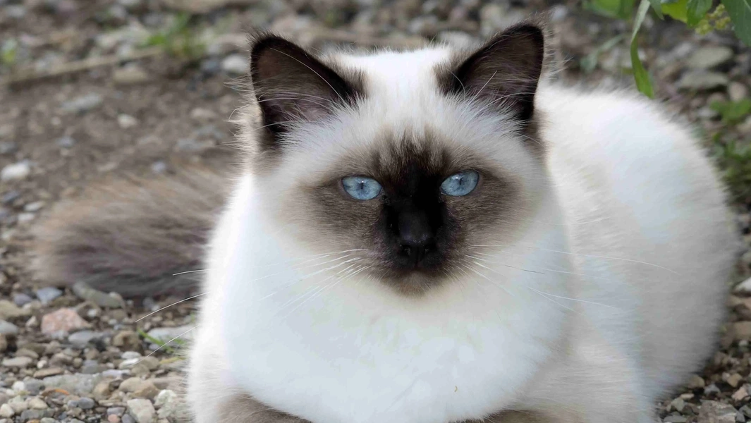 9 calm and independent cat breeds