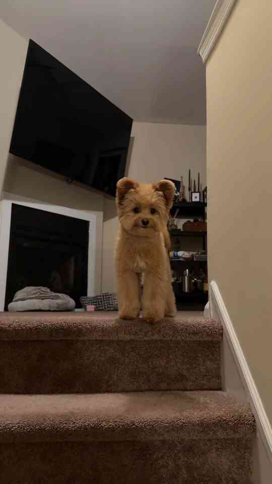 Barney the Pomapoo hesitates at the stairs with adorable caution