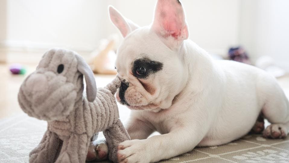 The most popular dog breeds of 2026