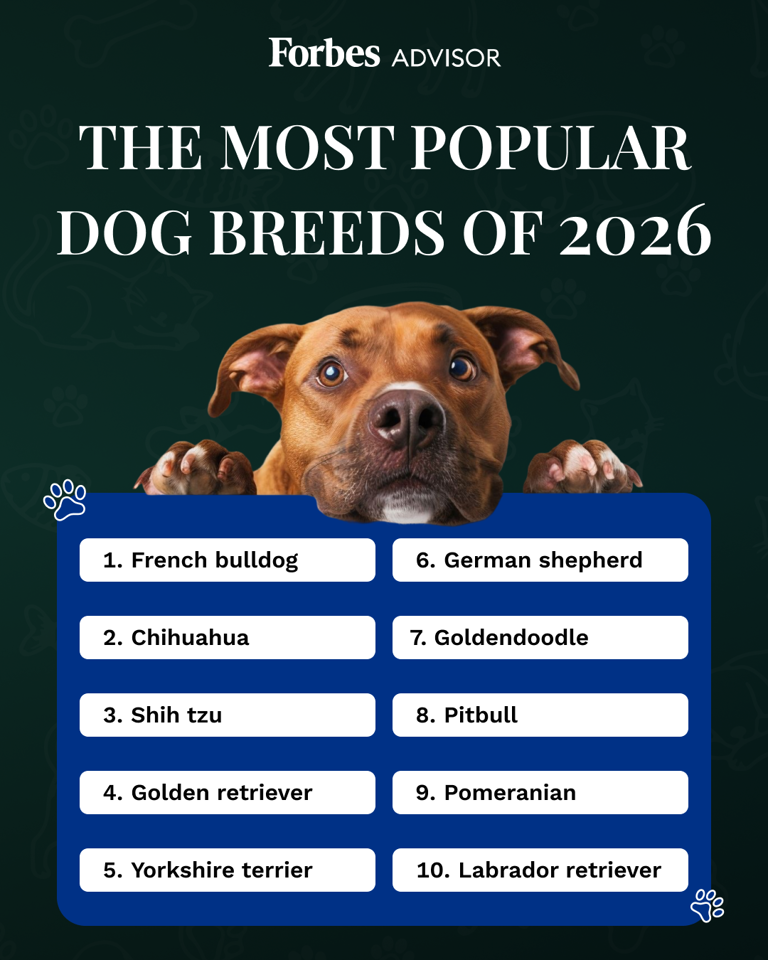 The most popular dog breeds of 2026