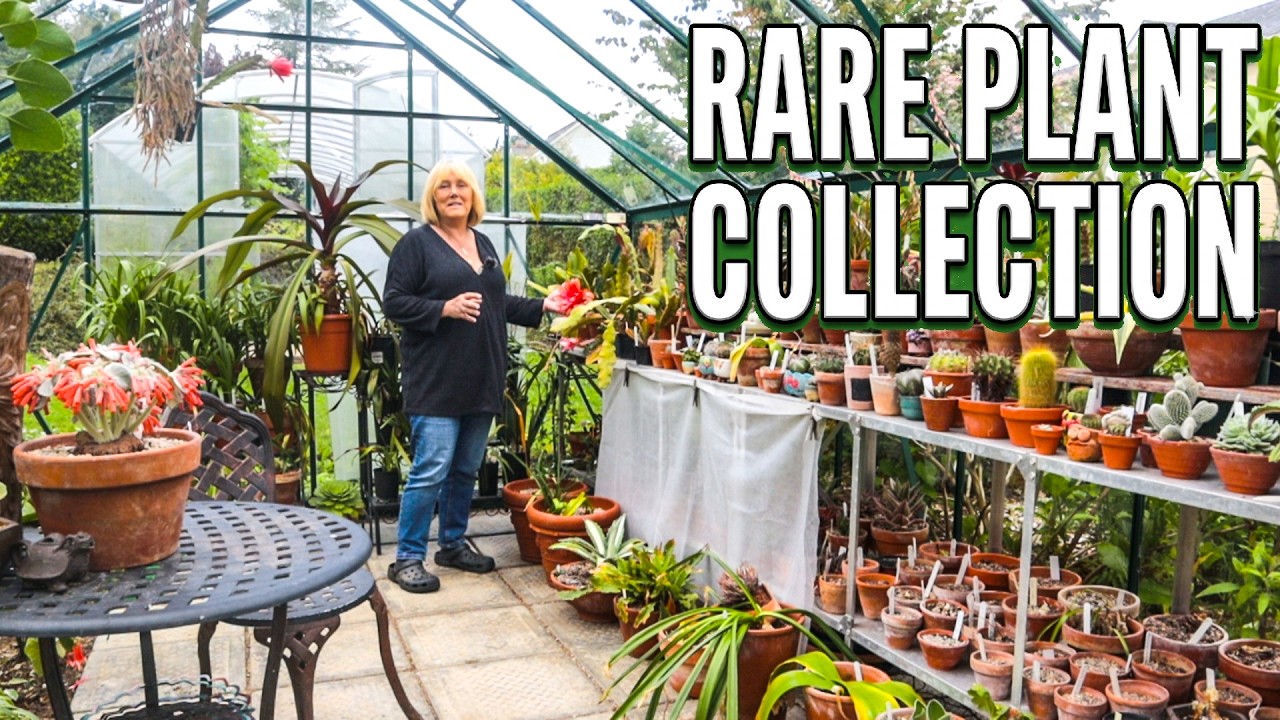 A tour of an Irish glass house filled with rare cacti, orchids and ...