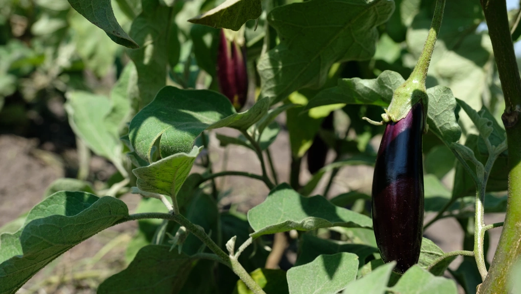 6 plants that benefit from eggshell calcium