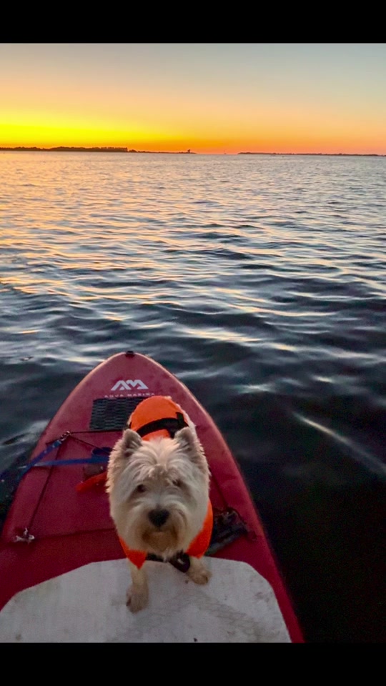 My dog thinks he’s a surfer