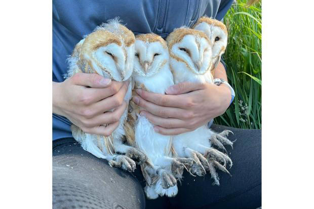 Four barn owl chicks hatch at Hampshire country park