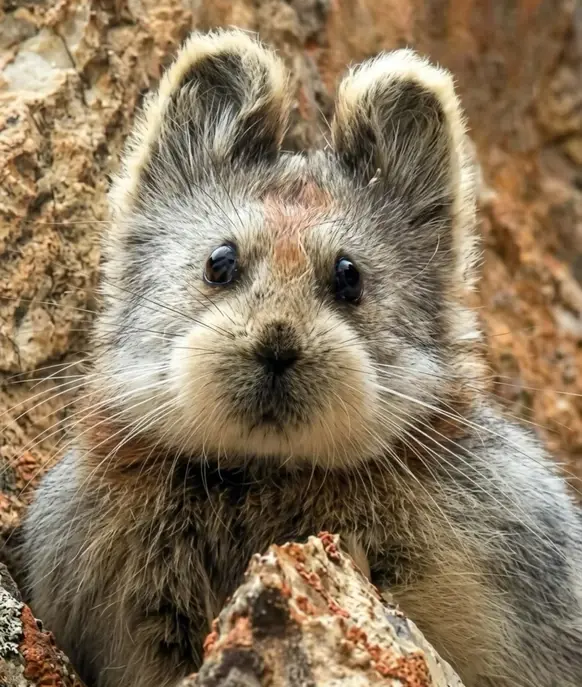 Hier kommt gaaaaaanz viel cuteness – und ein Tier der Woche, hurra!