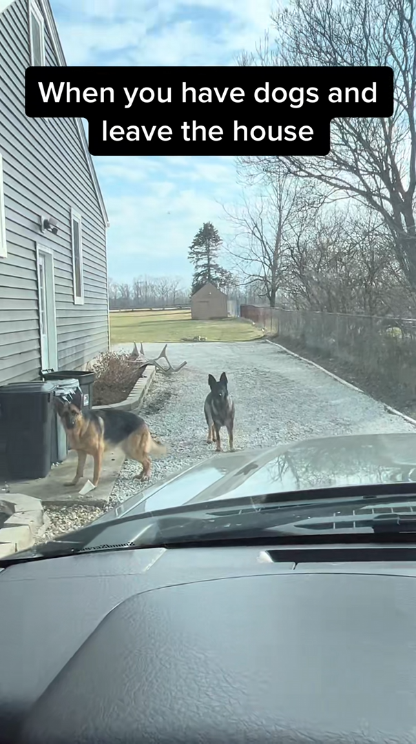 Every time I leave the house and my dog reacts like this