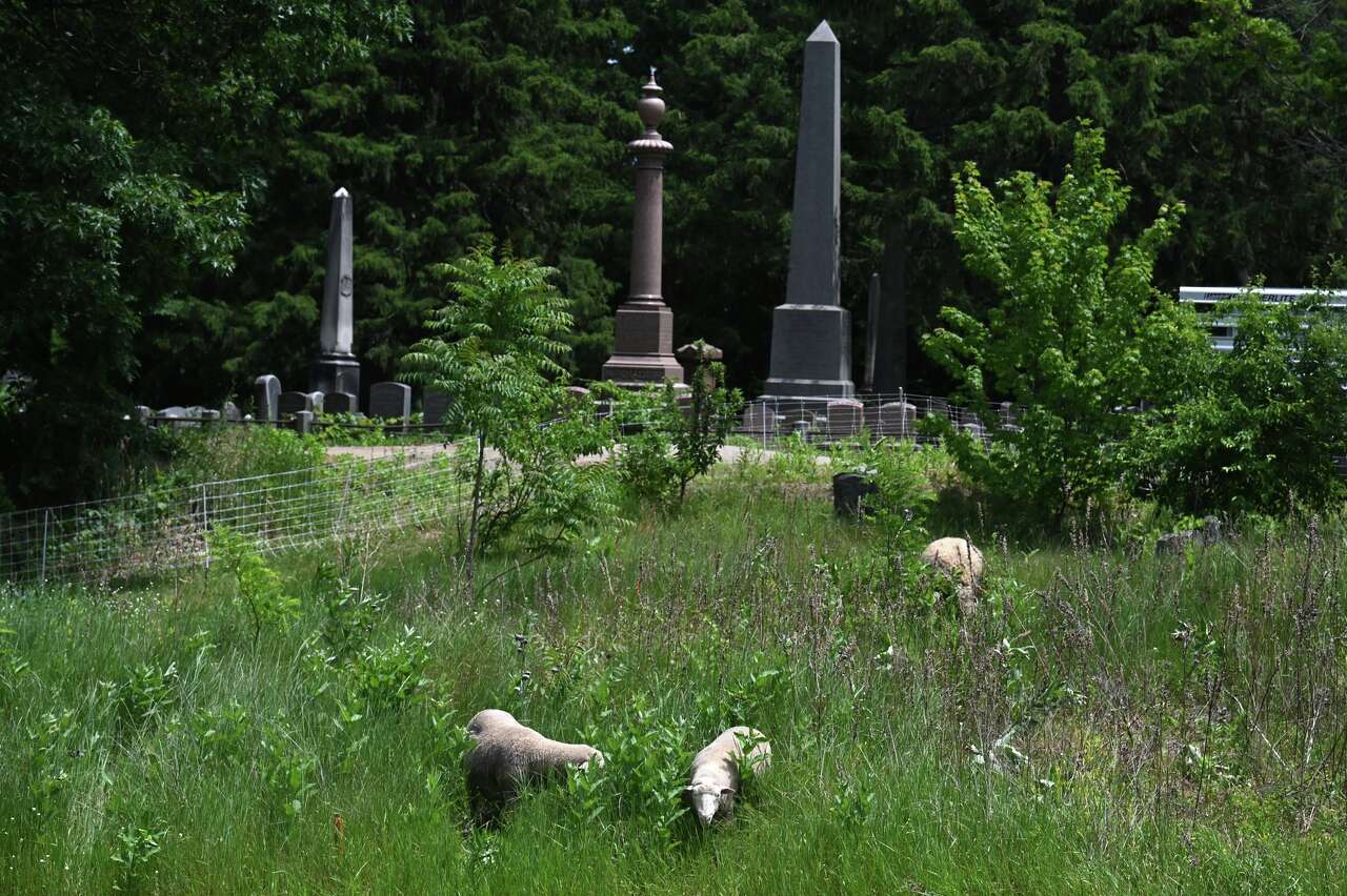 Chow time: Hungry flock keeps Schenectady cemetery tidy