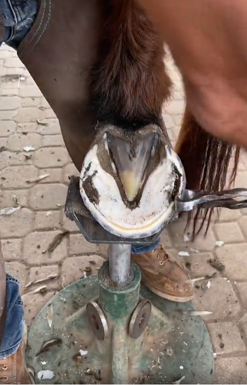Watch this satisfying farrier transformation you won't want to miss