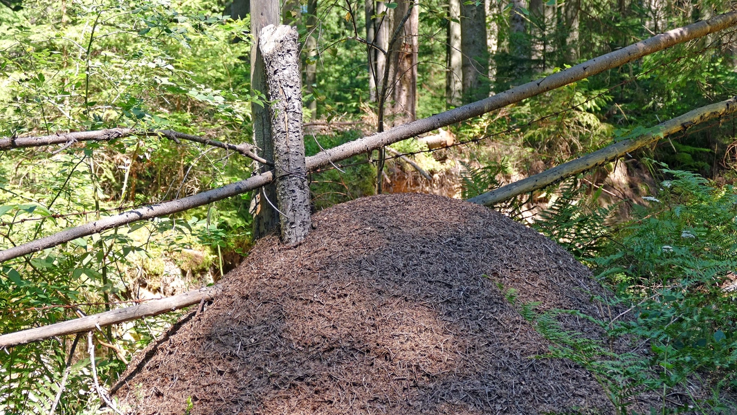 Natural methods to remove and deter ants