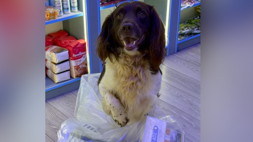 Detection dog helps sniff out illegal cigarettes