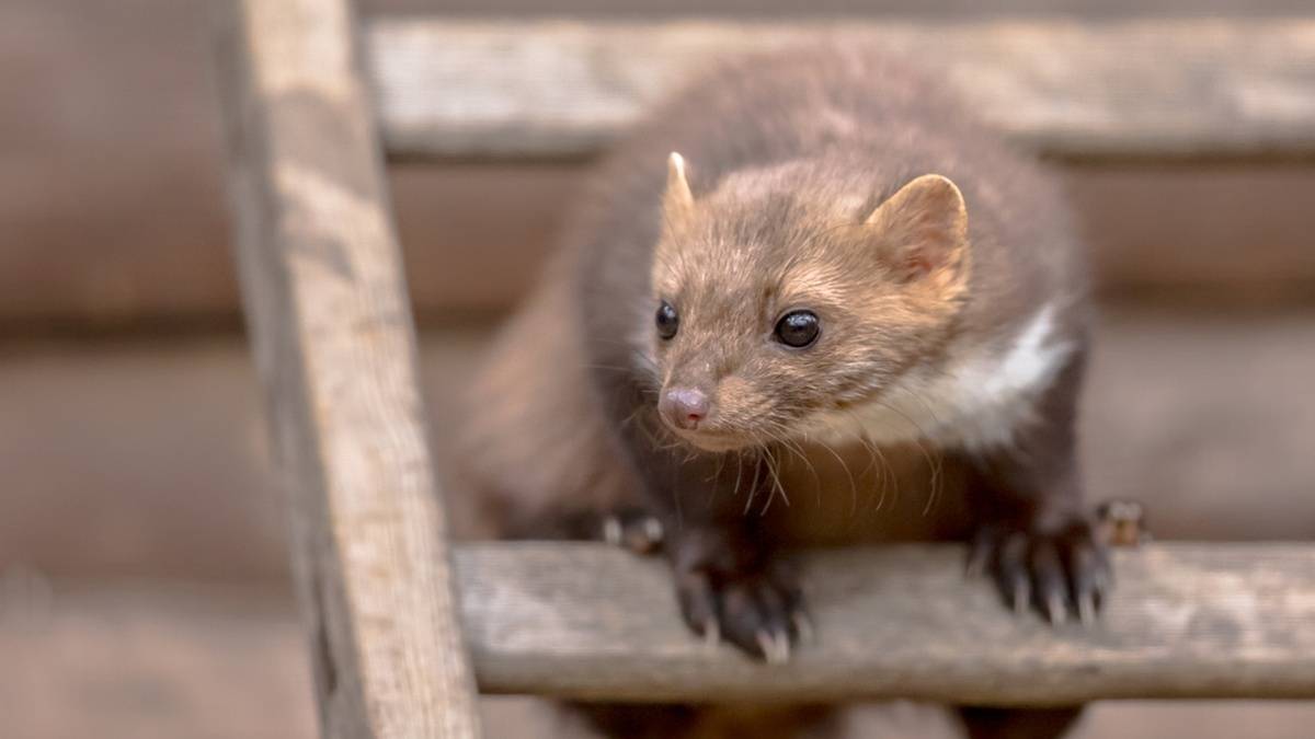 Jak vyhnat kunu ze zahrady. Spolehlivě funguje pouze jediný způsob