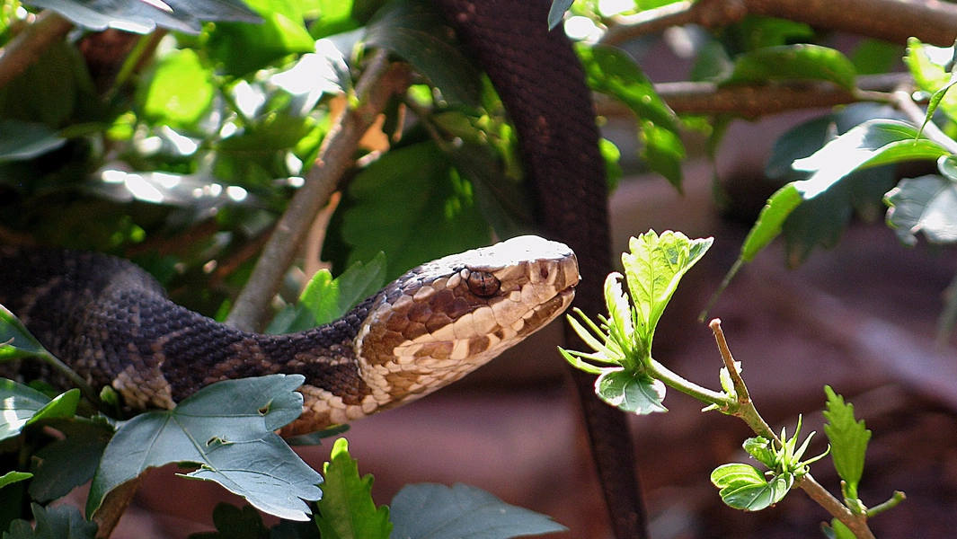 7 snake-infested lakes across the United States