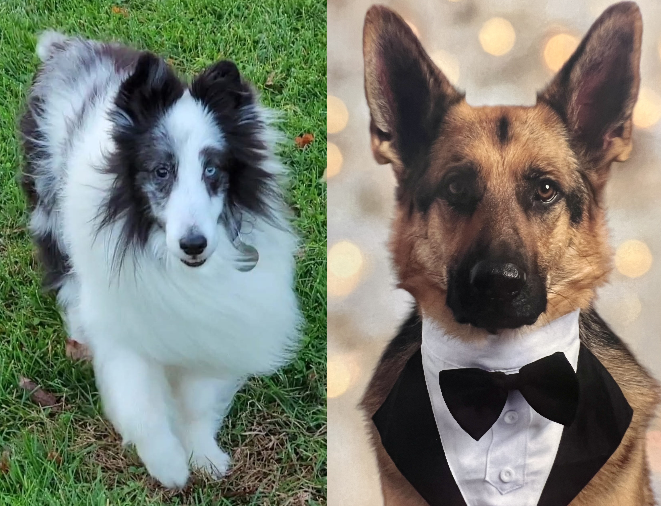 NJ school community grieving after two therapy dogs die in a week