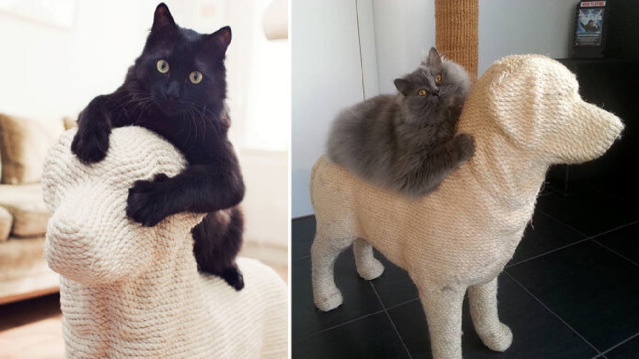Cats get their revenge on dog shaped scratching posts!