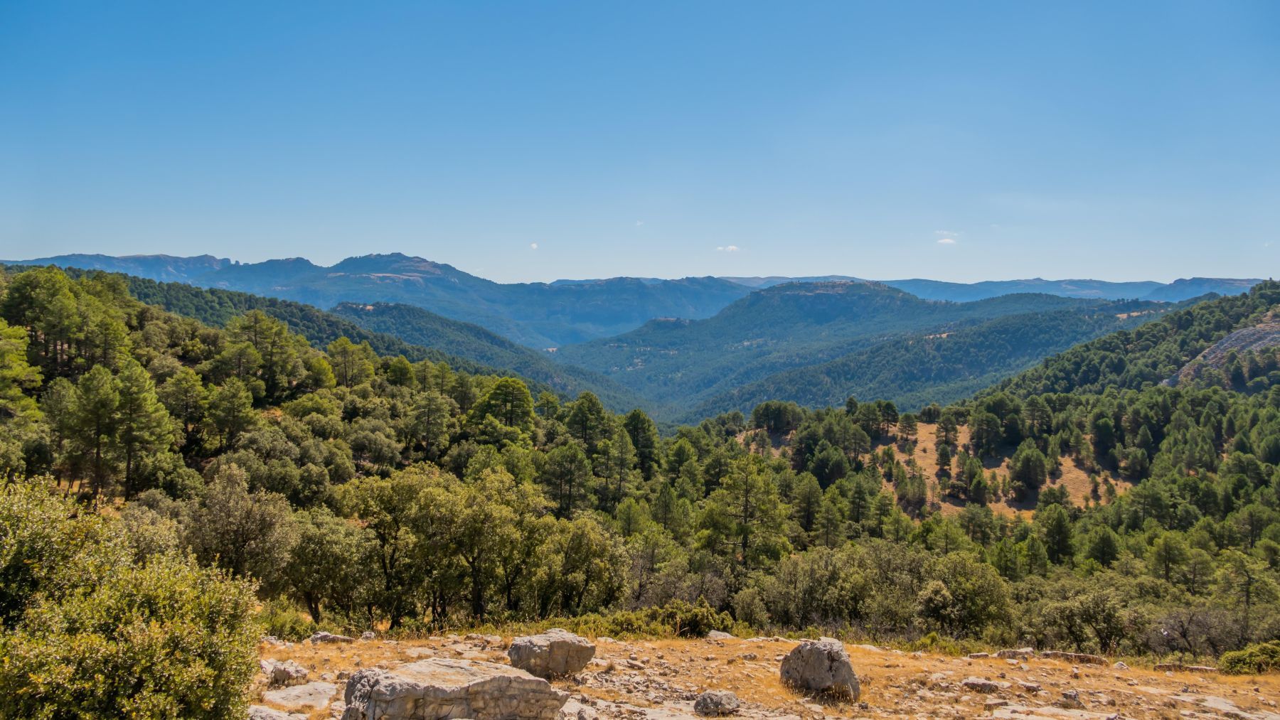 ¿Por qué los bosques españoles consumen cada vez más agua y reducen el ...