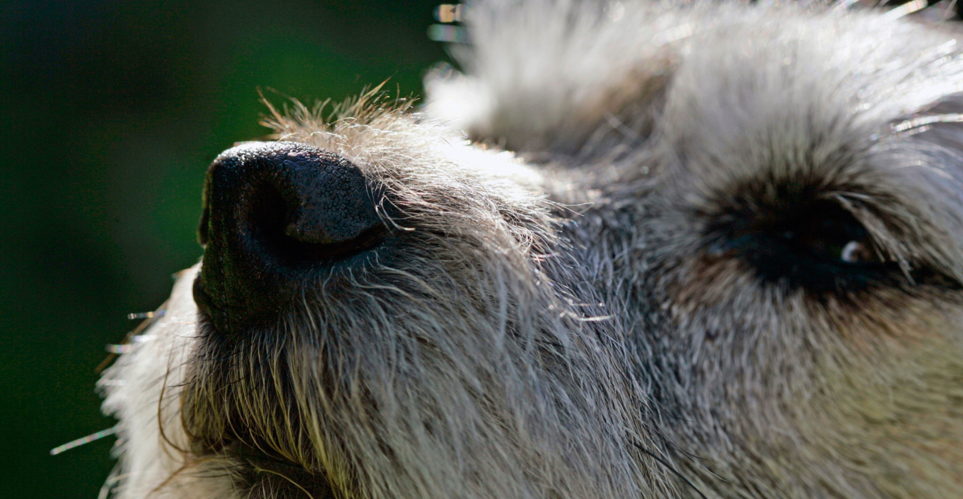 Common human behaviors that dogs dislike