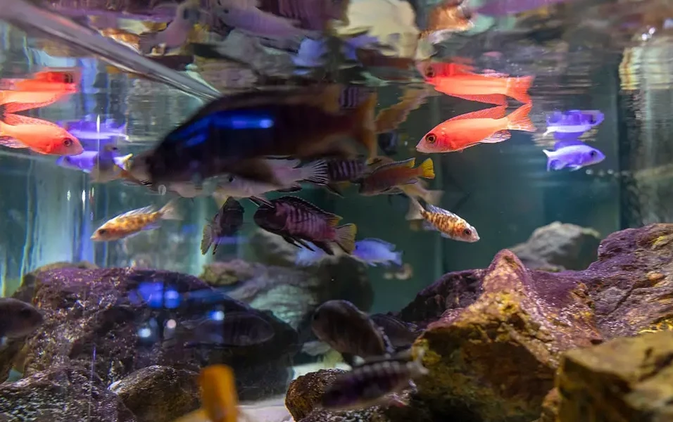 Turn your fish tank into a self-care oasis