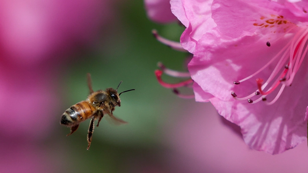 Small garden changes that bees love