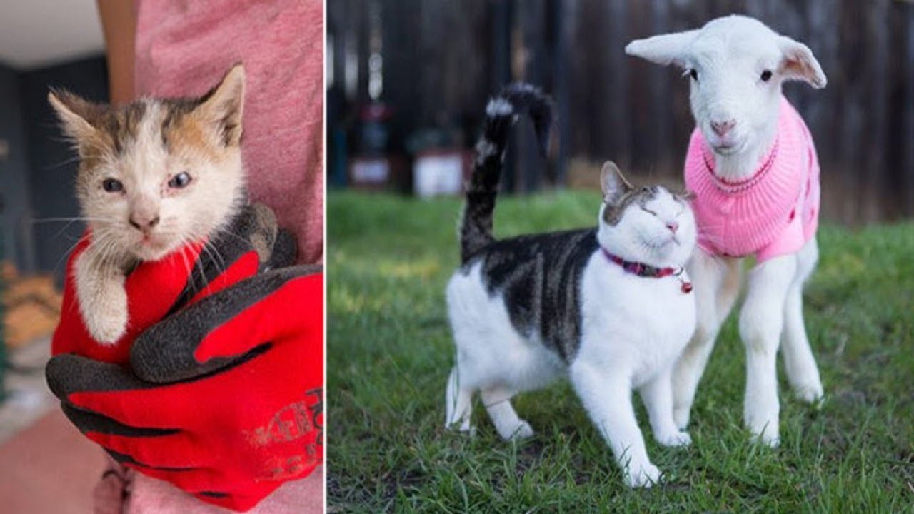 What this abandoned kitten does after being rescued will warm your heart!