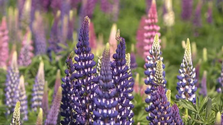 Seed crops are the stars of the show this summer in Silverton