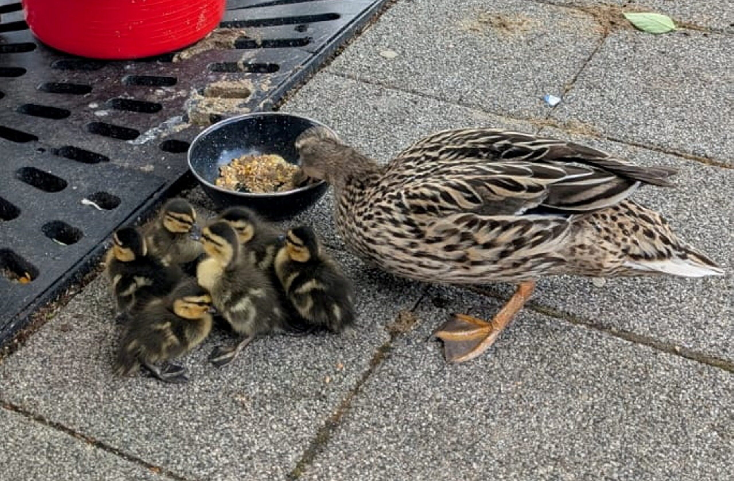 Pub’s favourite duck regulars return with six baby ducklings