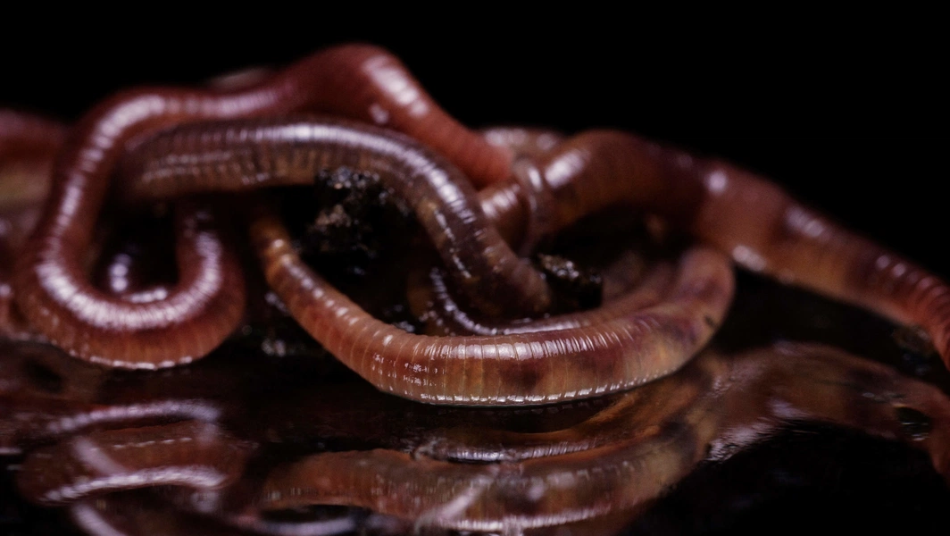 Identifying and controlling harmful and rare worm species
