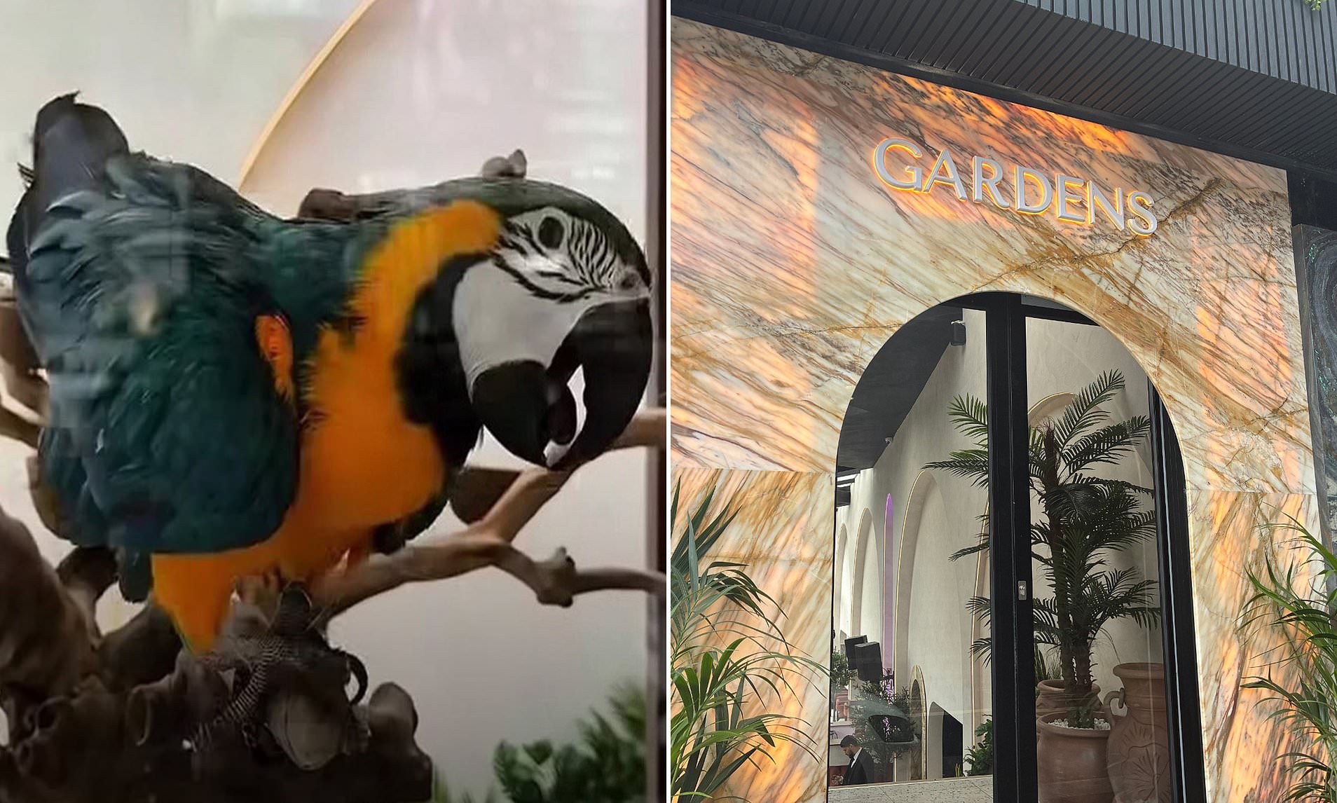 Shisha bar hands over parrot after feathers were ruffled by the bird ...