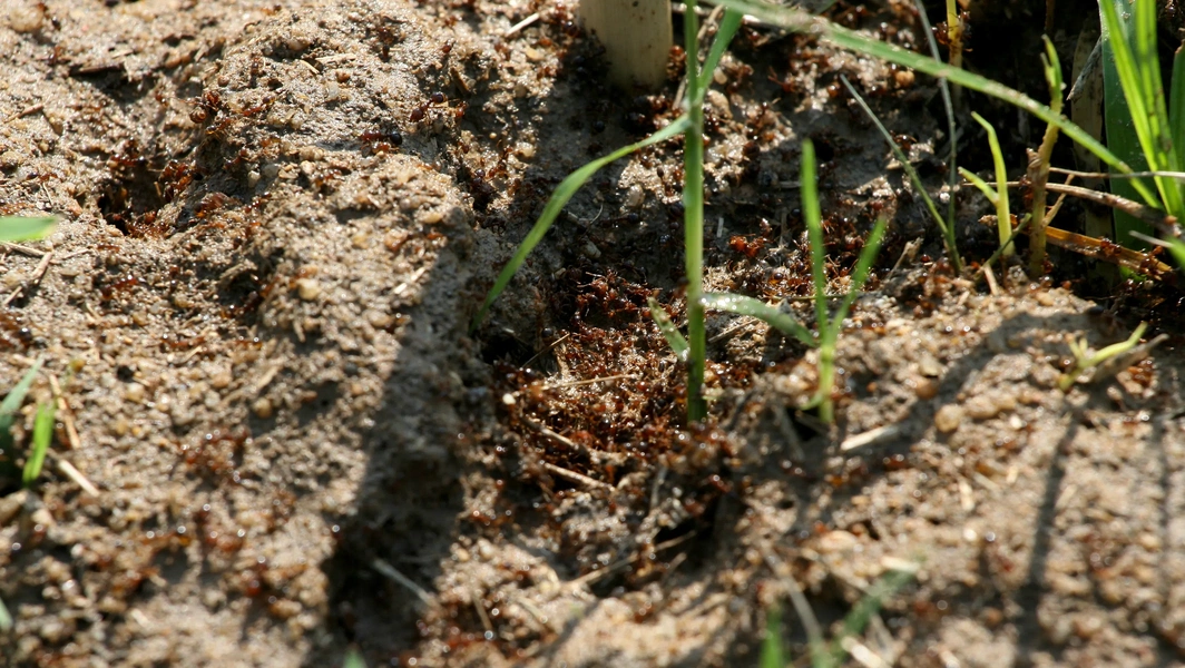 Effective strategies to identify and remove ant hills