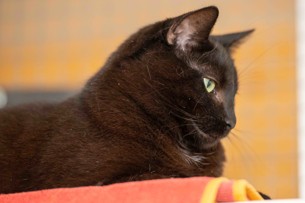 Katze Chilly flog im Karton aus dem Fenster – NRW-Tierheim ist fassungslos