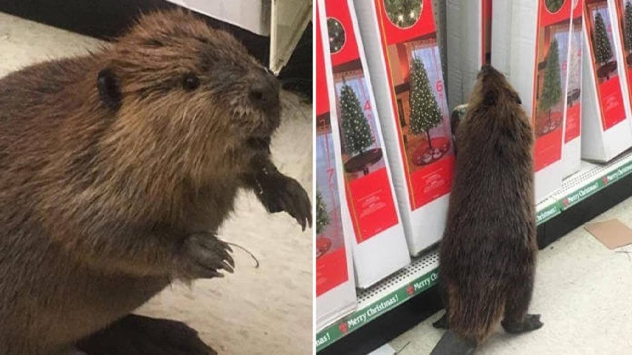 Beaver spotted browsing the aisles of dollar store