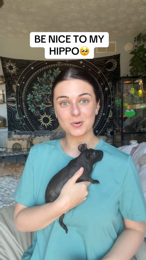 Why everyone is falling in love with this pet