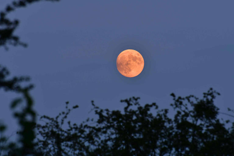 The strawberry moon is coming—here’s what it could mean for your garden