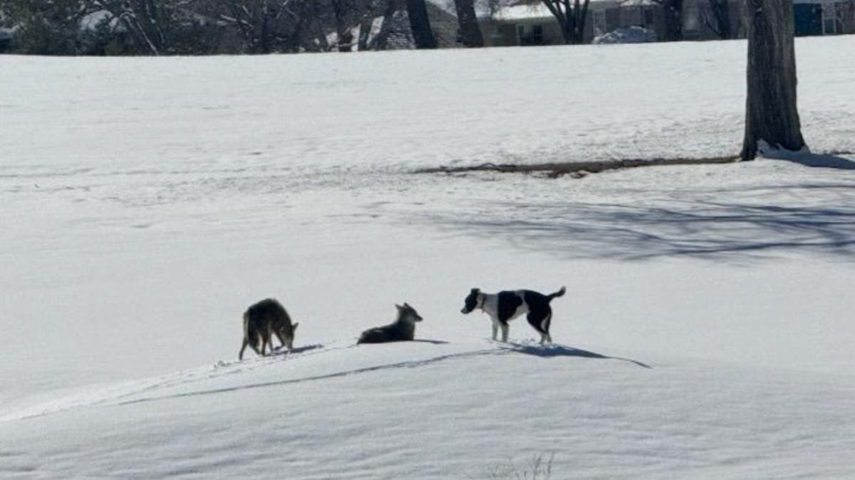 Missing dog found after a year living with a pack of wild coyotes