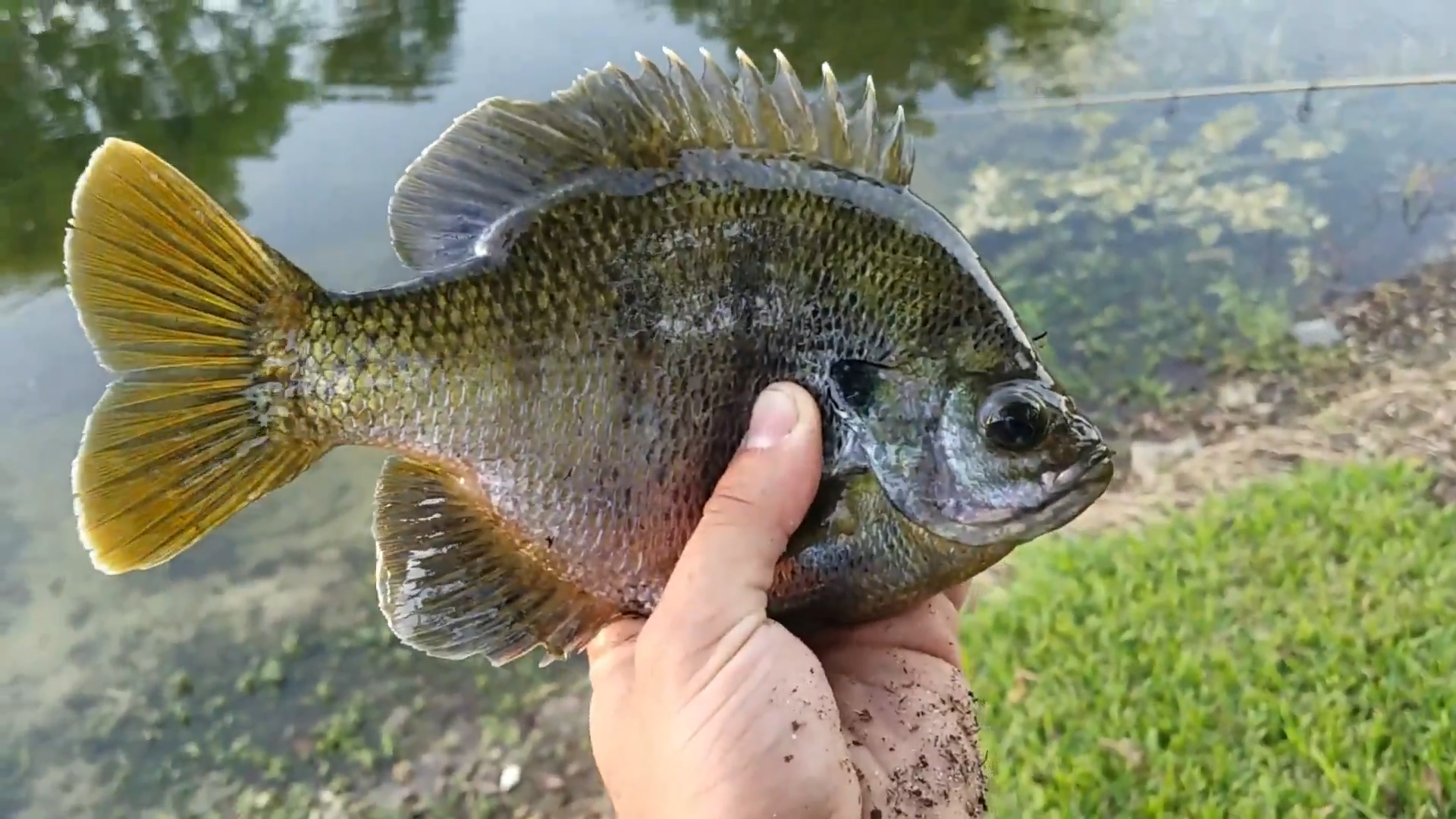 What happens when fishermen discover a backyard full of giant bluegill