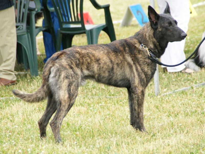 10 demanding dog breeds experts say should never be chosen casually