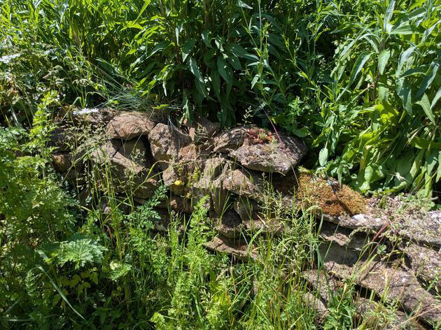 Natur- statt Vorgarten: Bischofsheimerin setzt auf heimische Wildpflanzen
