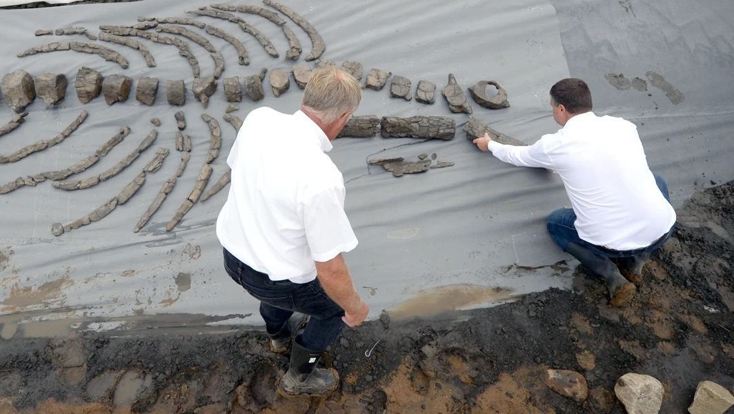 Scientists map deepest and largest whale graveyard